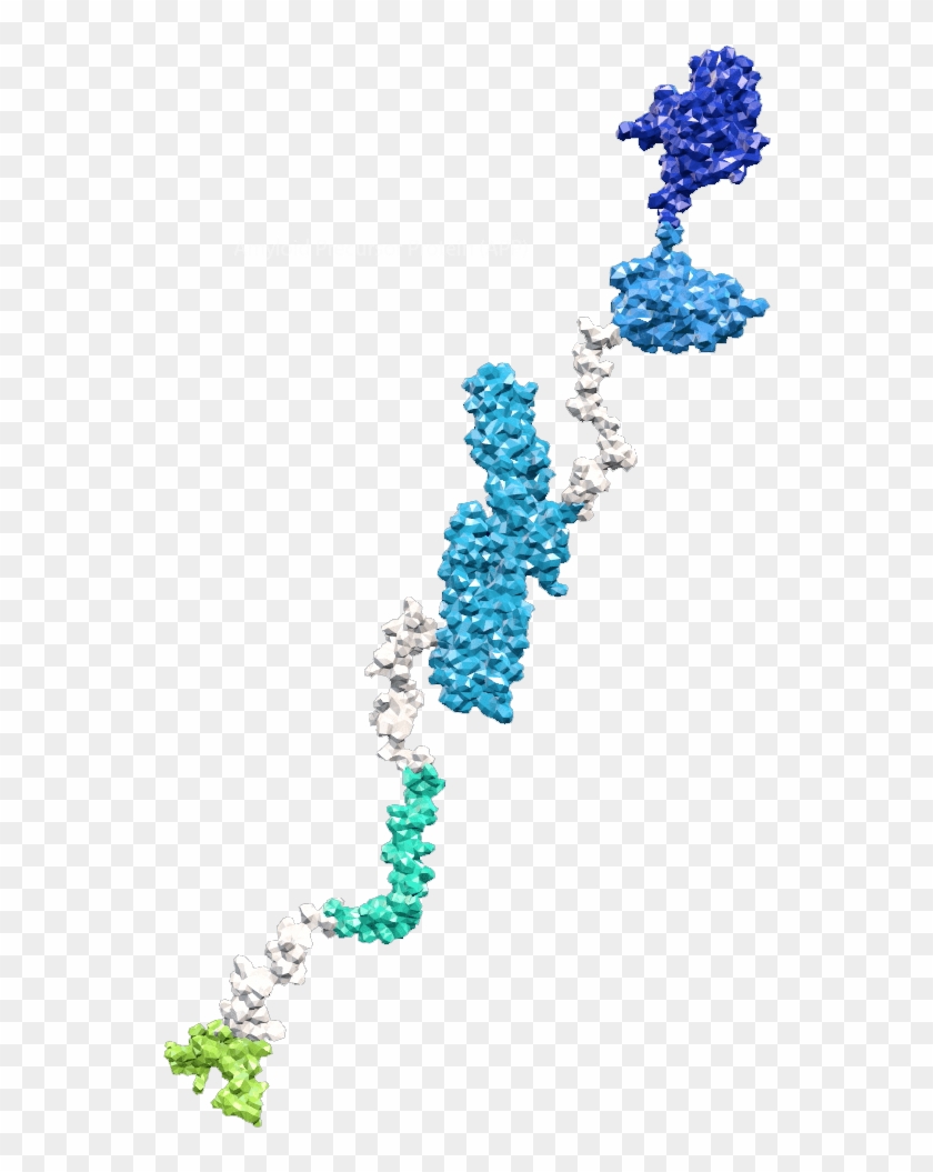 Amyloid Precursor Protein - Illustration, HD Png Download - 1068x1068 ...