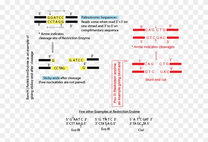 Cleavage Sites Of Restriction Endonucleases - Restriction Enzyme ...