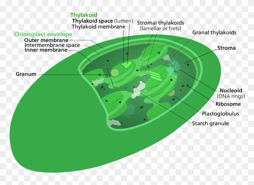 Difference Between Chloroplast And Mitochondria - Stroma Vs Thylakoid ...