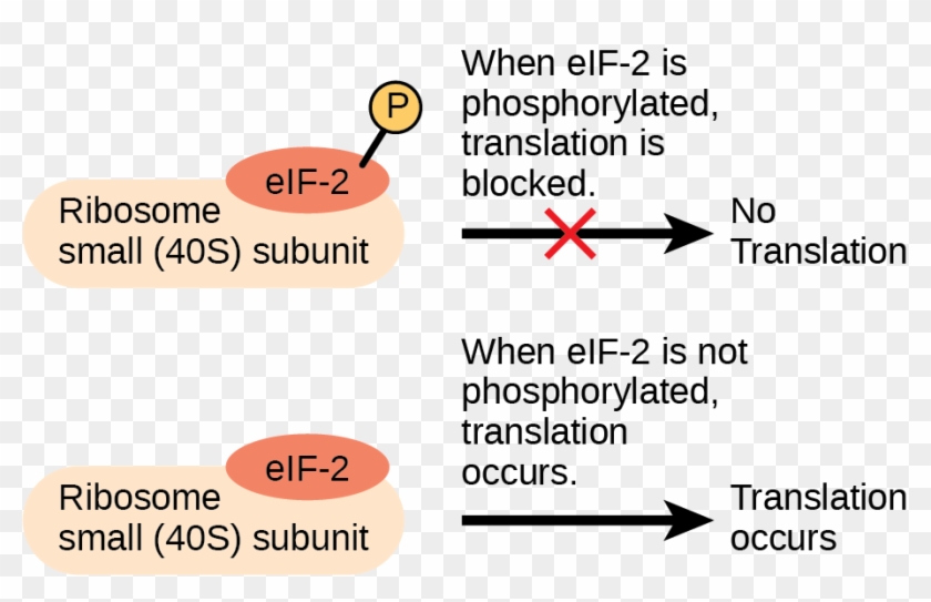 The Eif2 Protein Is A Translation Factor That Binds - Translational ...