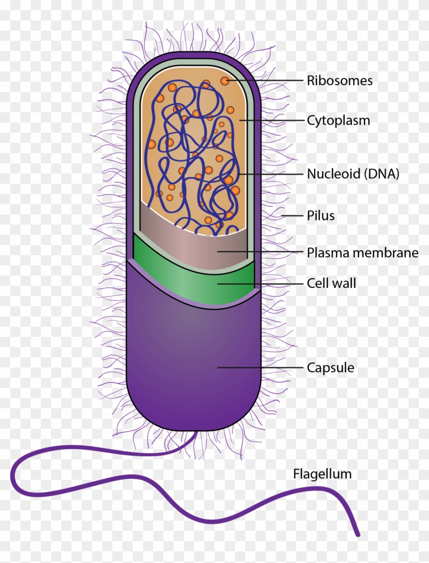 Bacterium - Illustration, HD Png Download - 1417x1794(#5358329) - PngFind