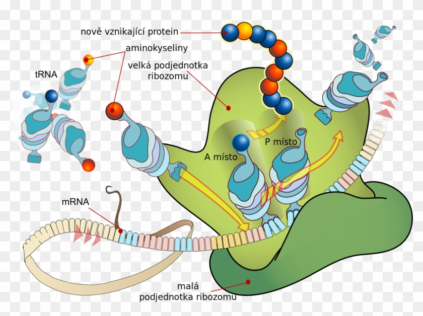 Ribosome Mrna Translation Cs - Labelled Diagram Of Ribosomes, HD Png ...