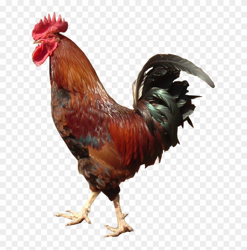 Cockerel Transparent Background Image - Rooster With No Background, HD ...