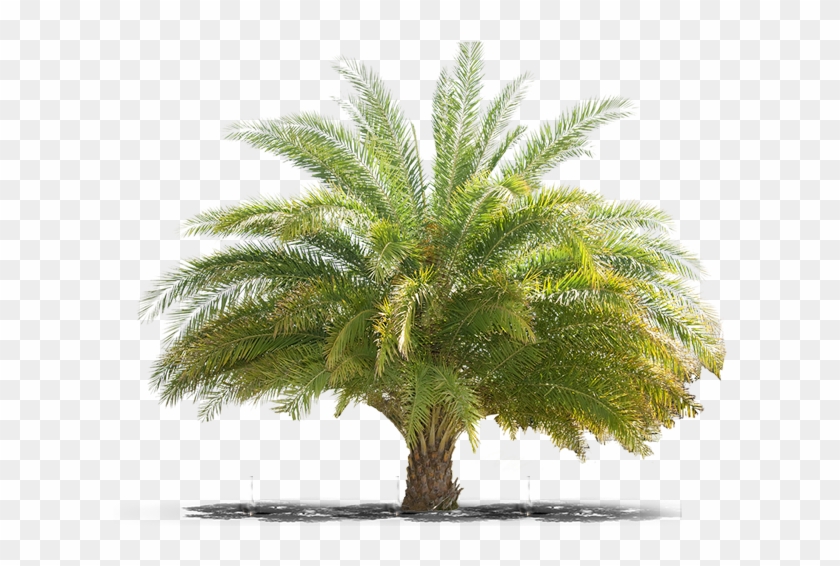 Palm Tree - Attalea Speciosa, HD Png Download - 614x614(#5399937) - PngFind