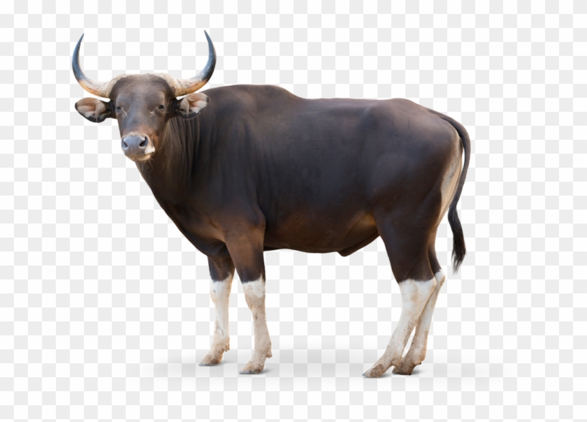 Vector Bull Banteng - Banteng Png, Transparent Png - 673x600(#5442096 ...