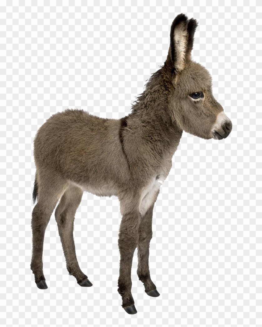 Donkey Png Images - Donkey With White Background, Transparent Png ...