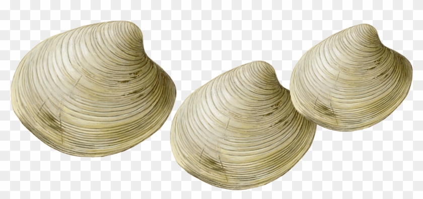 Clams Transparent , Png Download - Clams Png, Png Download - 1183x502 ...