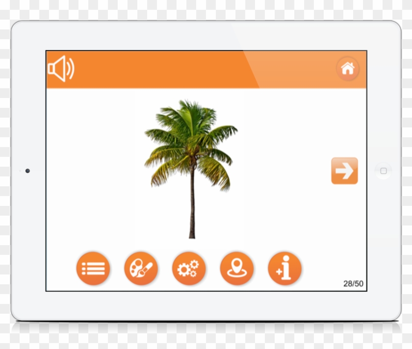 Palm Tree - Attalea Speciosa, HD Png Download - 3300x2475(#5462607 ...