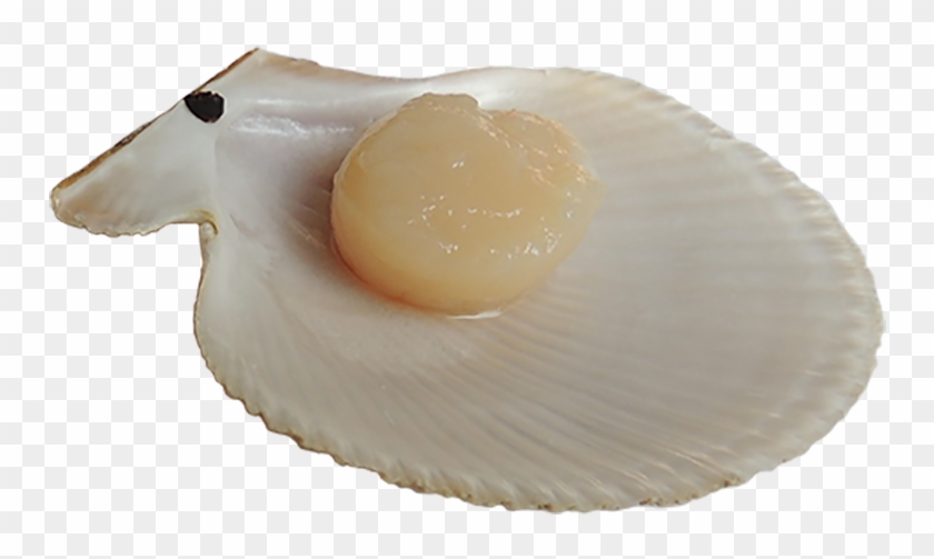 Half Shell Bay Scallops - Scallop Transparent Png, Png Download ...