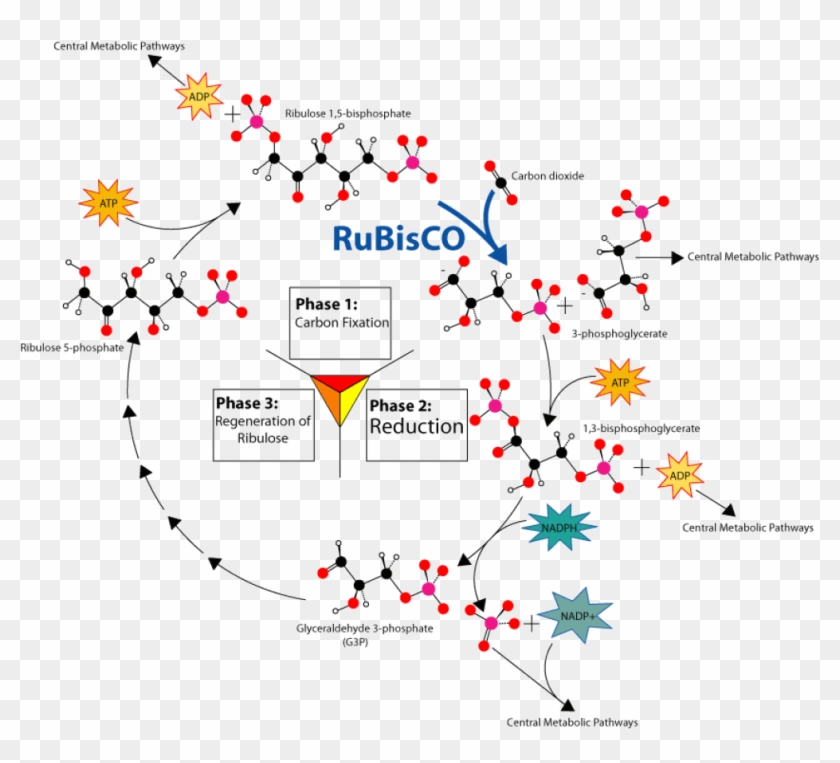 Overview Of The Calvin Cycle Pathway - Calvin Cycle Diagram, HD Png ...
