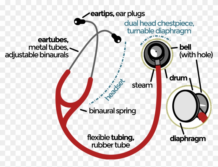 Open - Parts Of Stethoscope, HD Png Download - 2000x1436(#556428) - PngFind