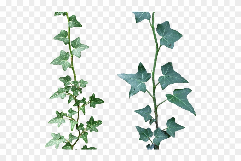 Drawn Ivy Ivy Crown - Ivy Plant Png, Transparent Png - 640x480(#5504068 ...