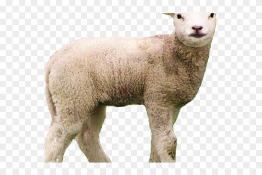 Lamb Clipart Scared - Transparent Background Sheep Transparent, HD Png ...