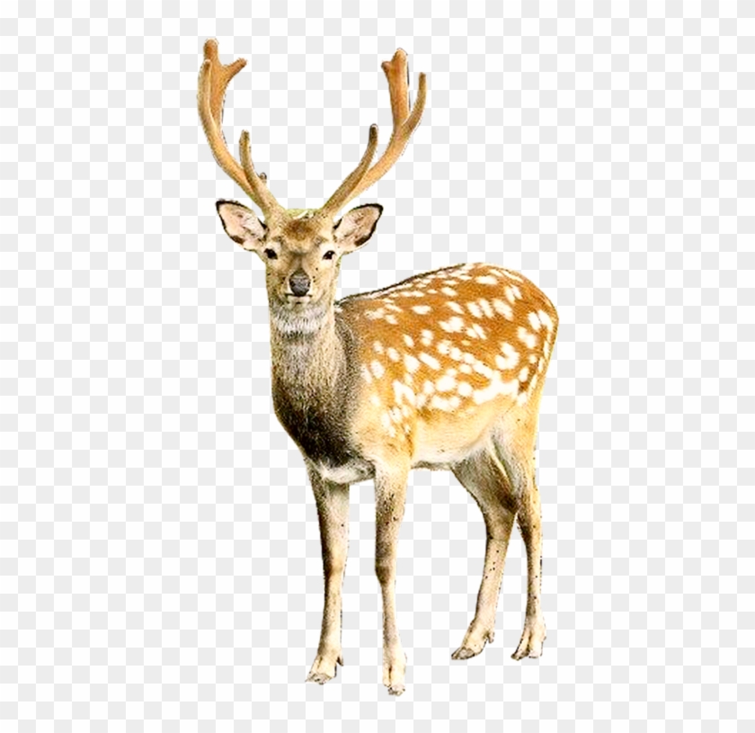 Transparent Background Deer Png, Png Download - 480x750(#5560735) - PngFind
