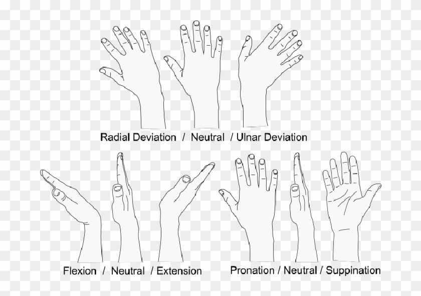 Three Degrees Of Freedom Of The Healthy Human Wrist - Hands Degrees Of ...