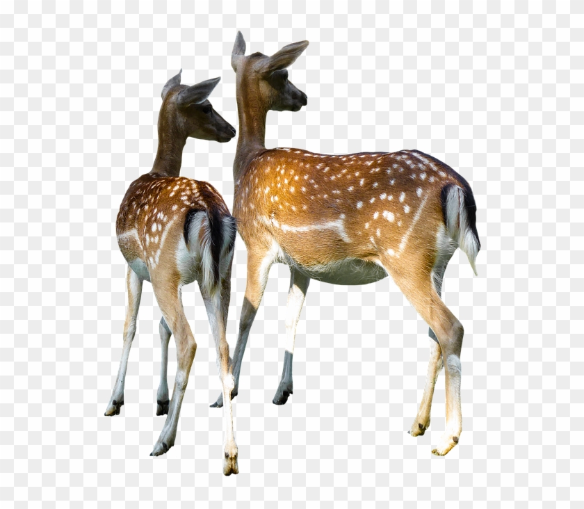 Animal World Hirsch Doe Fallow Deer Kitz - Daim Animal Png, Transparent ...