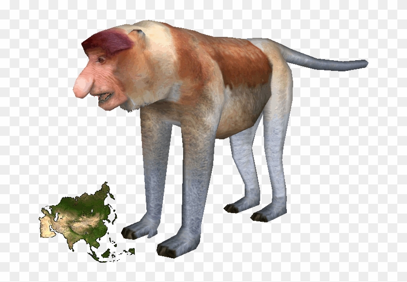 Proboscis Monkey Wallpaper