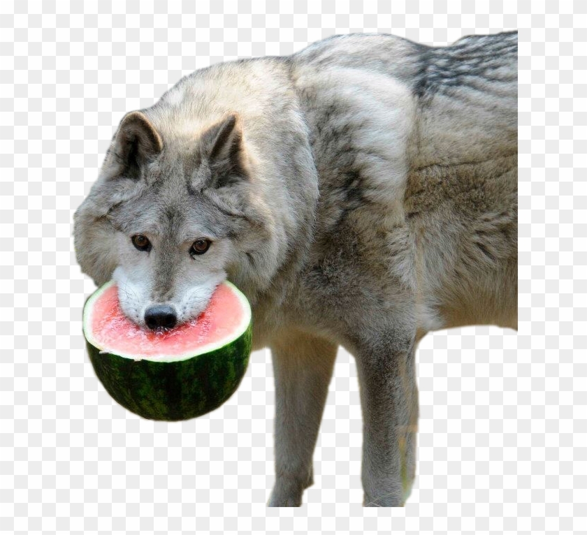 Wolf Watermelon