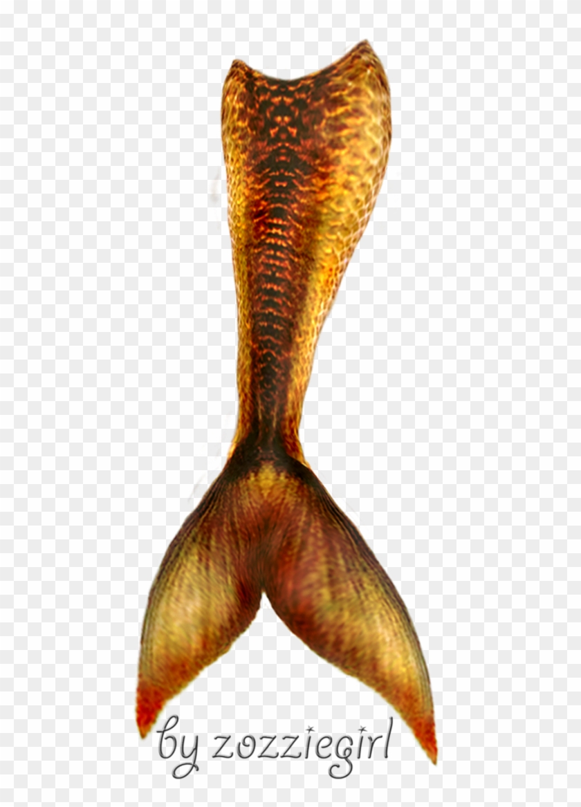 Mermaid Tail Png - Gold Mermaid Tail Png, Transparent Png - 730x1095 ...