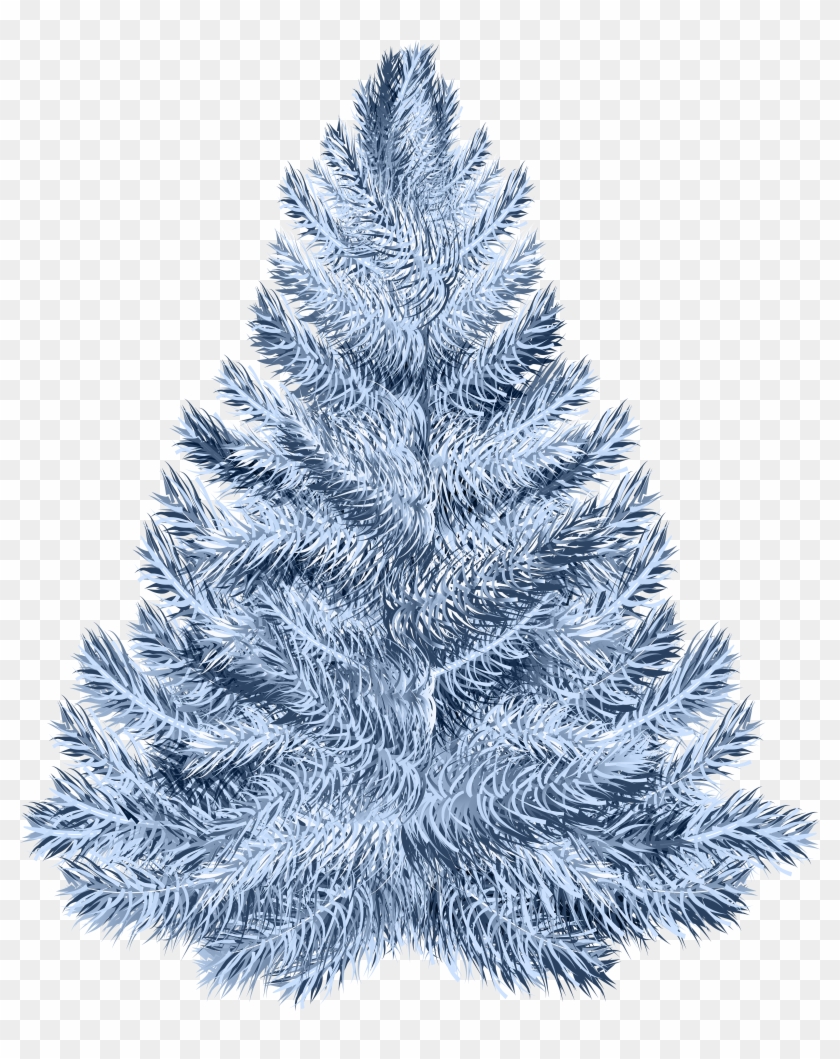 Blue Pine Tree Transparent Png Image - Blue Pinetree, Png Download ...