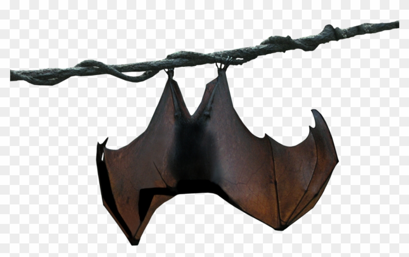 Bat Hanging Transparent Background, HD Png Download - 1024x627(#565944 ...