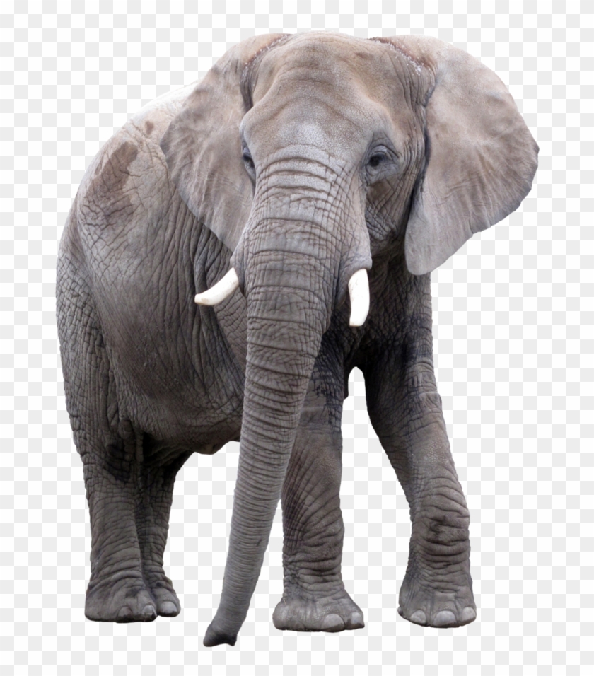 Elephant Png, Transparent Png - 811x986(#567462) - PngFind