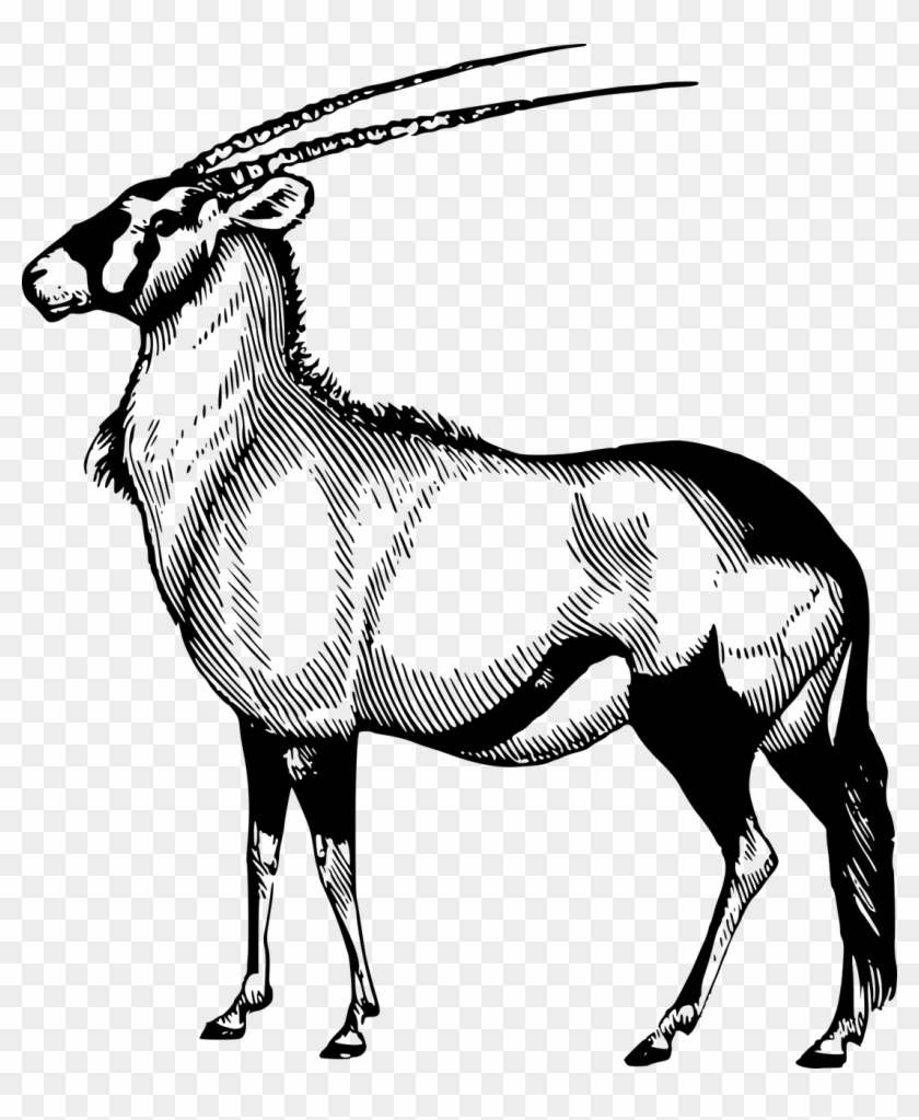 Africa African Animal Antelope Png Image - Black Antelope Drawing ...