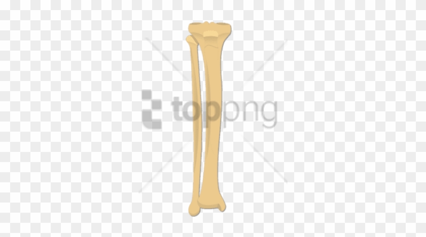 Download Tibia And Fibula Bones Png Images Background - Illustration ...