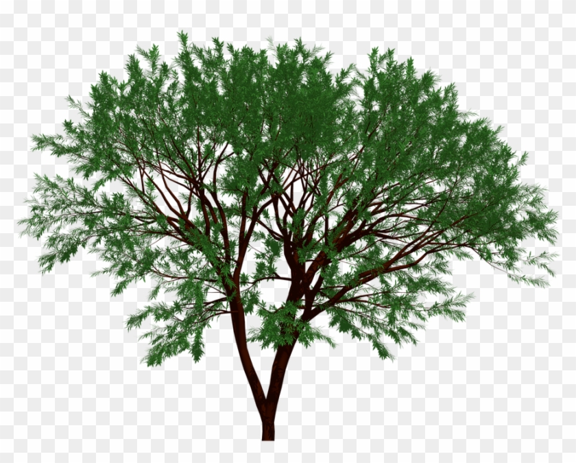 Tree Nature Garden Forest Leaf Leaves Natural - Arbol De Linaloe, HD ...