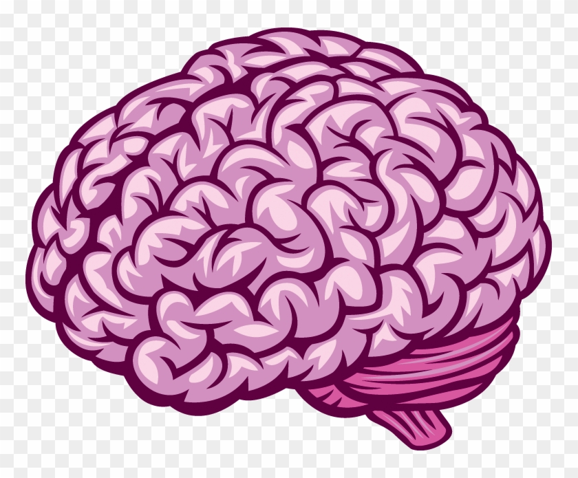 Human Brain - Brain Vector, HD Png Download - 765x615(#5652908) - PngFind Human Brain - Brain Vector, HD Png Download - 765x615(#5652908) - PngFind