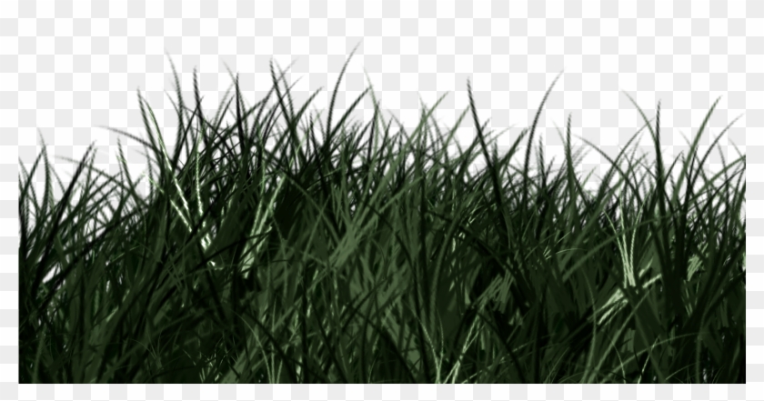 Grass - Sweet Grass, HD Png Download - 1601x765(#5678726) - PngFind