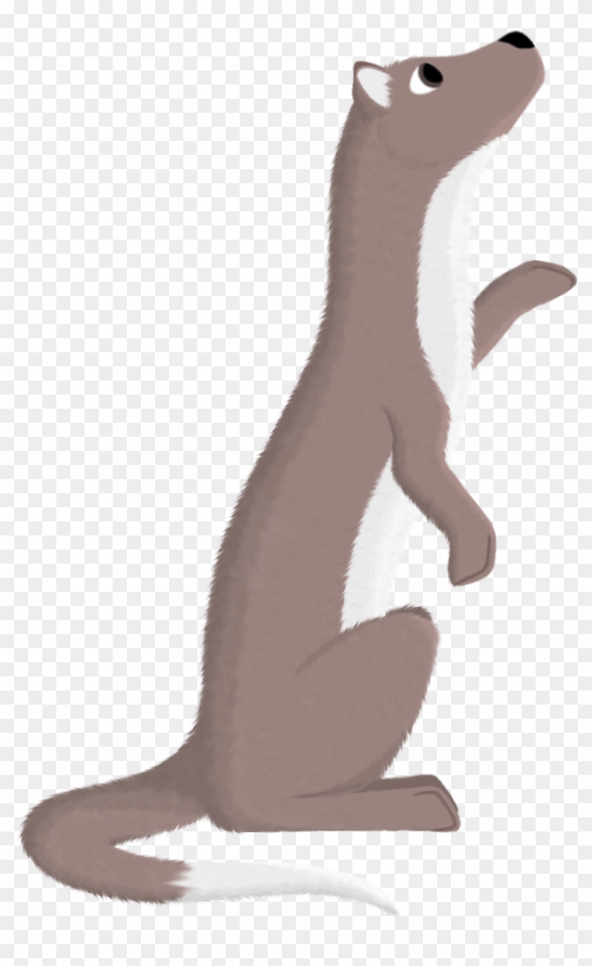 Stoat , Png Download - Punxsutawney Phil, Transparent Png - 889x1409 ...