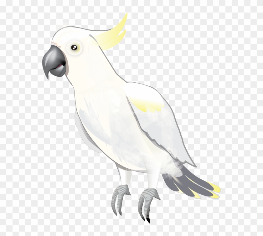 Cockatoo Clip Art - Cockatoo Clipart, HD Png Download - 612x792 ...