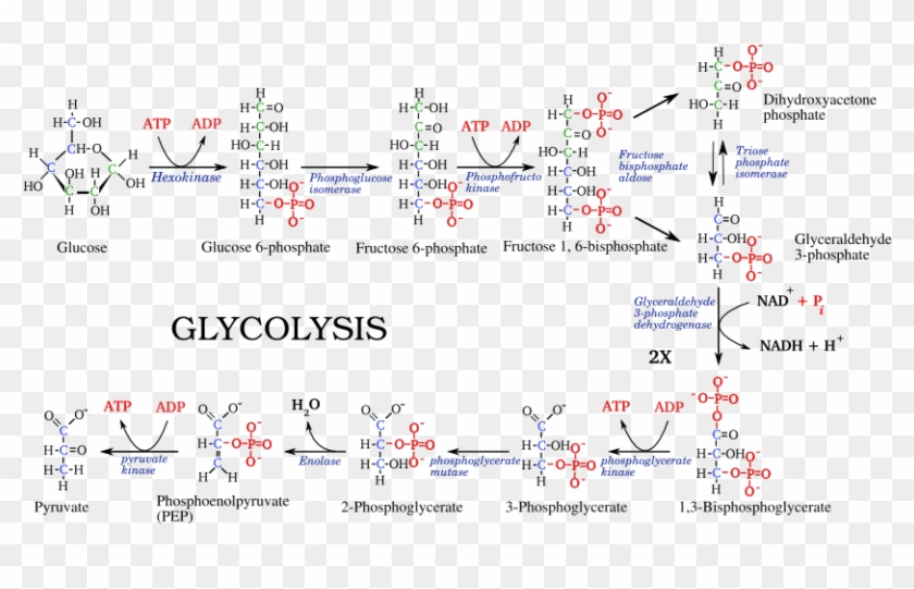 File - - Glycolysis Pathway With Enzymes Structures, HD Png Download ...