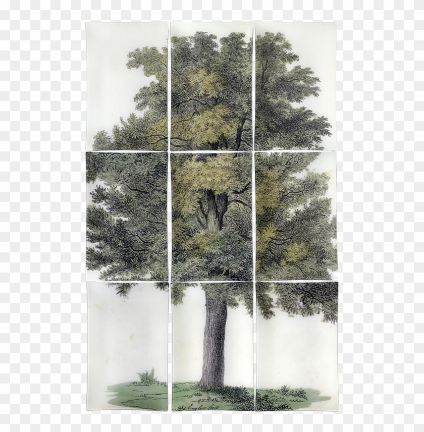 Oak Trees Png, Transparent Png - 800x800(#5769240) - PngFind