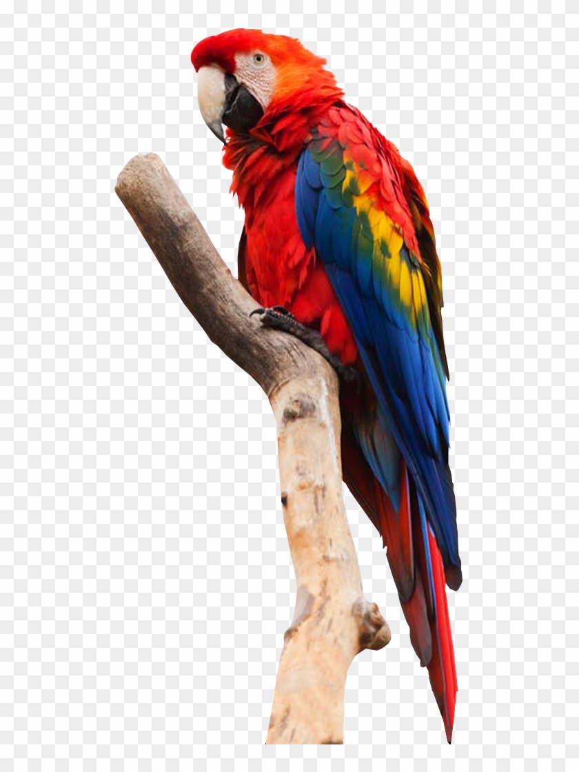 Free Png Images - Bird With No Background, Transparent Png - 1000x1200 ...