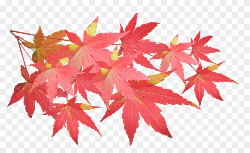 Leaves, Maple, Branch, Autumn, Fall, Nature, Tree - Maple Leaf Branch ...