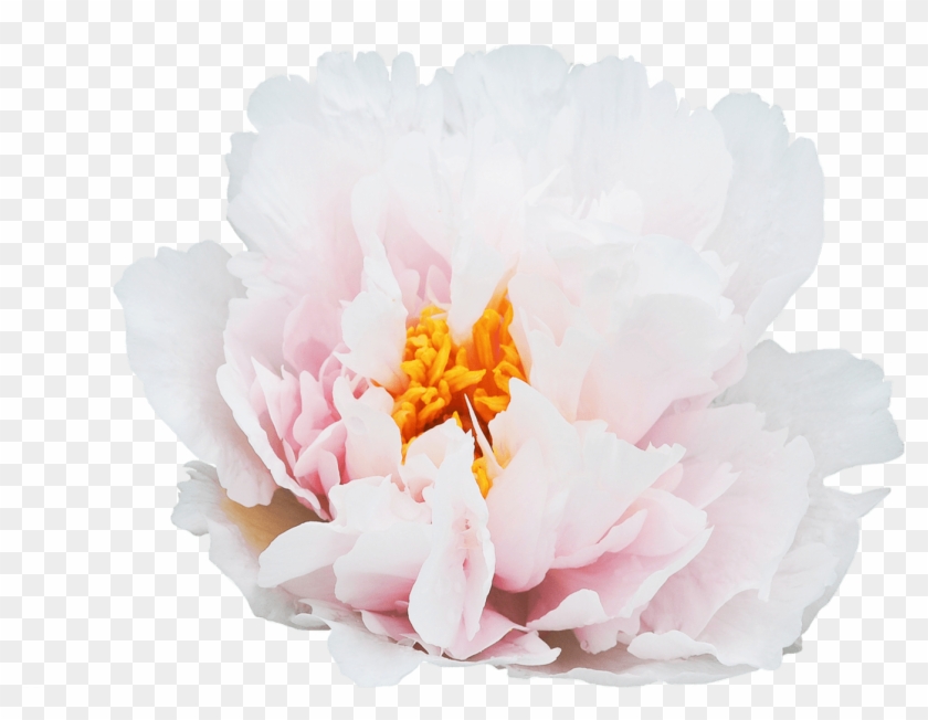 Blushing Princess Peony, HD Png Download - 1337x975(#5895316) - PngFind