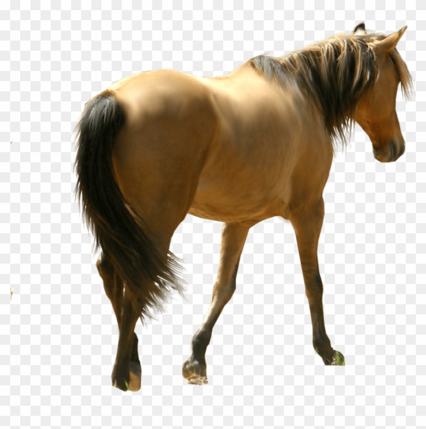 Horse Png File - Ghoda Png, Transparent Png - 900x887(#594576) - PngFind