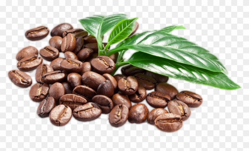 Coffee Leave Png - Transparent Background Coffee Beans Png, Png ...