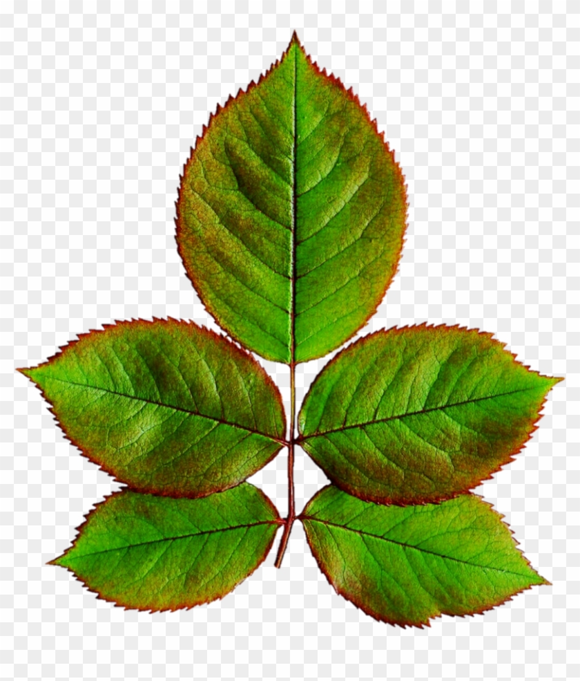 Rose Leaves Png - Leaves Of Rose Plant, Transparent Png - 863x925 ...