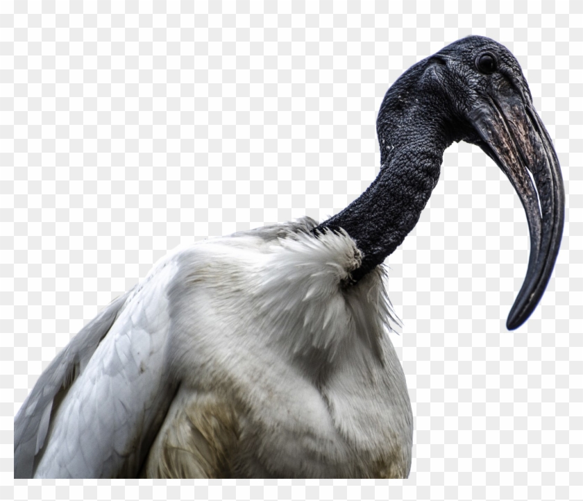 Ibis Bird Png, Transparent Png - 1324x1076(#597575) - PngFind