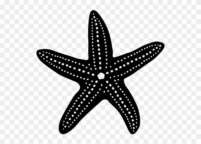 Sea Star Icon Png, Transparent Png - 600x600(#5909480) - PngFind
