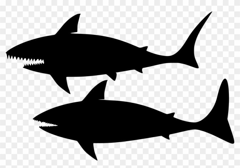 Download Png - Shark, Transparent Png - 1024x670(#5928917) - PngFind