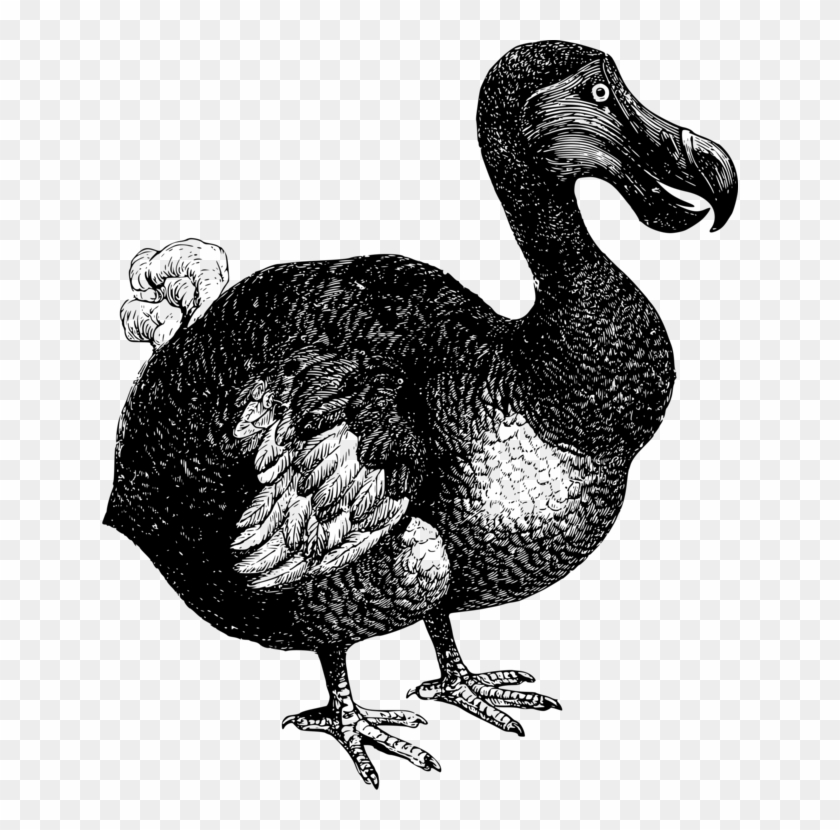 Dodo Flightless Bird Extinction Ark - Dodo Bird No Background, HD Png ...