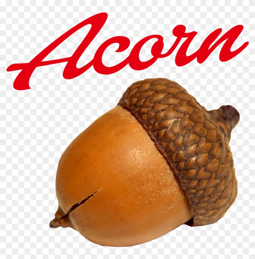 Acorn Nut Transparent Png, Png Download - 1232x1200(#60341) - PngFind