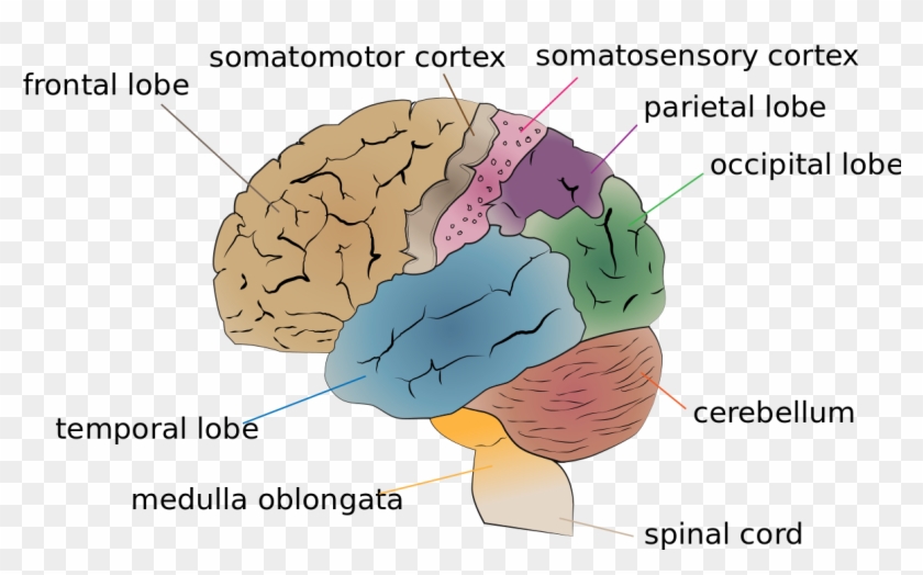 Human Brain, HD Png Download - 763x441(#602821) - PngFind
