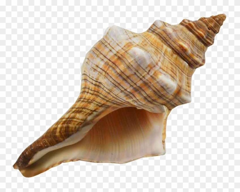 Conch Png Download Image - Conch Shell, Transparent Png - 1000x1000 ...