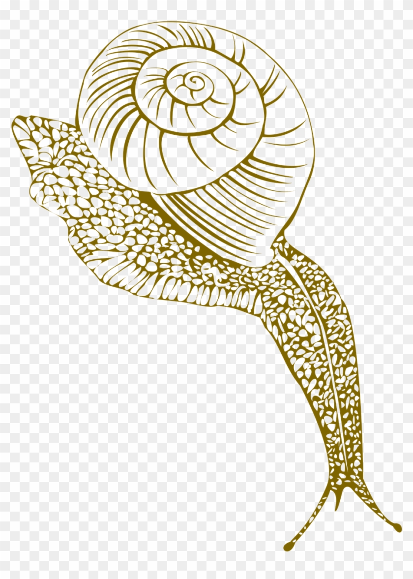 Snail Conch Shell Moist Corner Png Image - Snail, Transparent Png ...