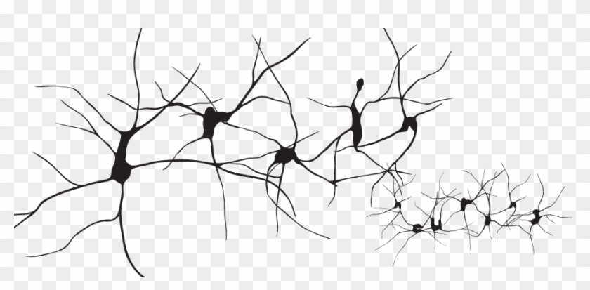 Neurons Png - Drawing Neurons, Transparent Png - 900x400(#6082087 ...